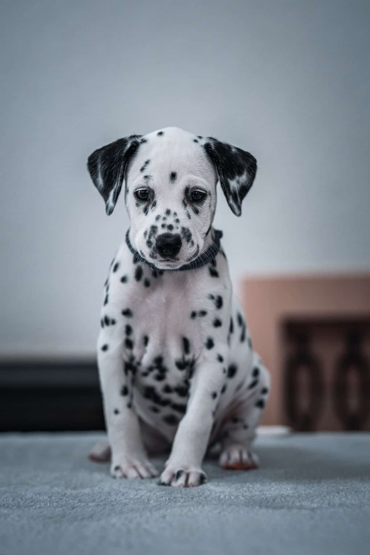 Great Dane Dalmatian Mix Everything You Need To Know